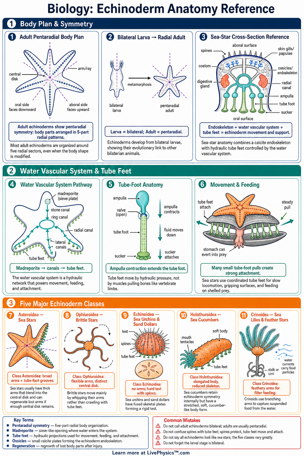 Echinoderm Anatomy Reference Cheat Sheet | LivePhysics™
