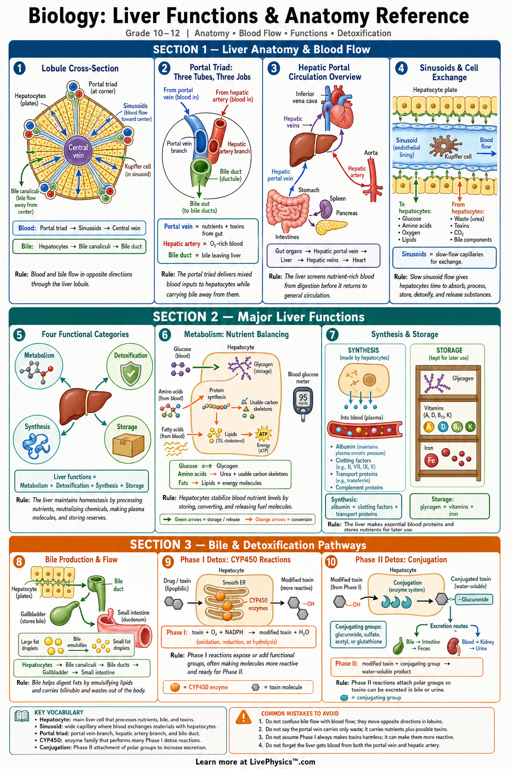 Liver Functions & Anatomy Reference Cheat Sheet | LivePhysics™
