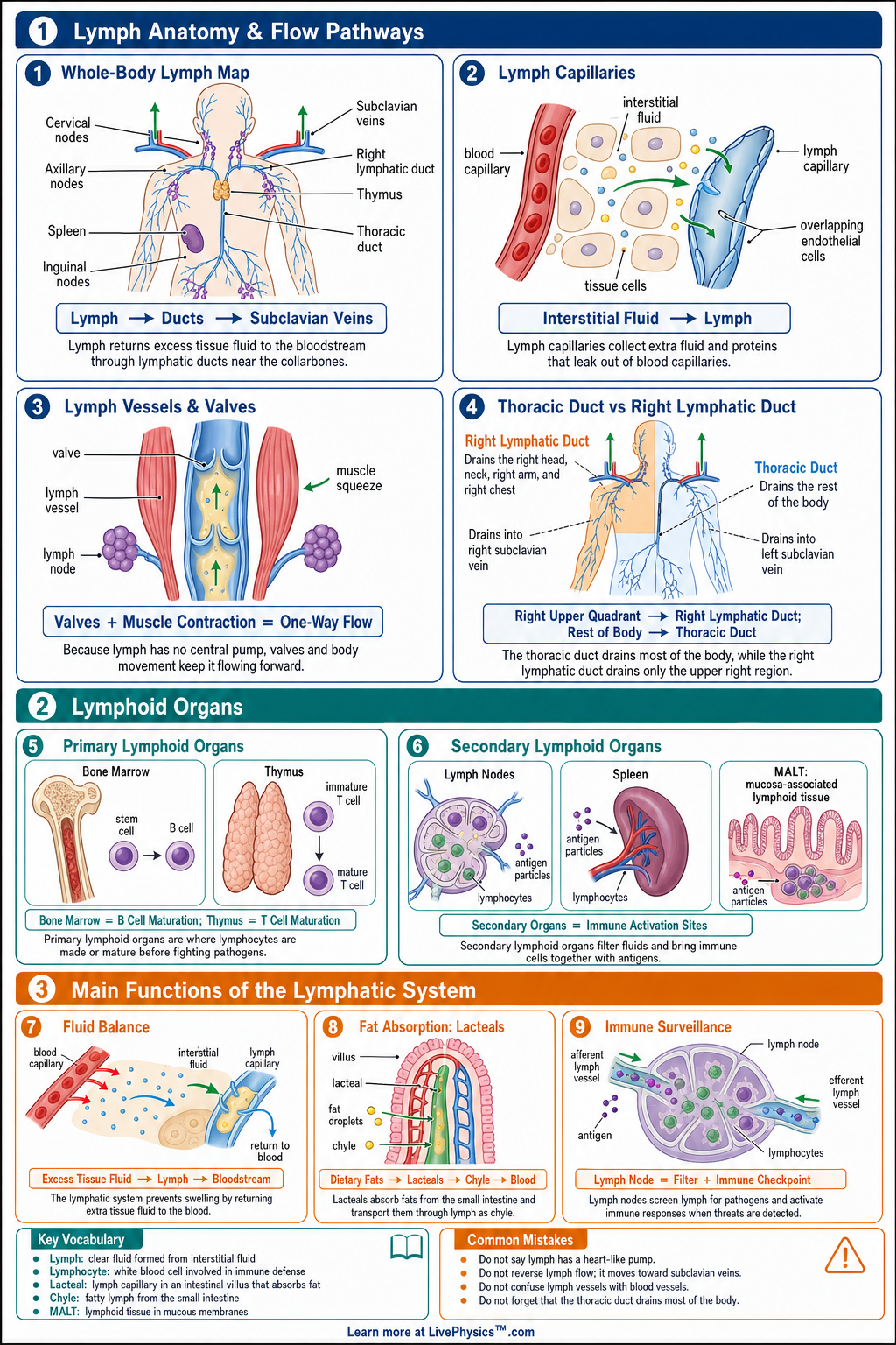 Lymphatic System Anatomy & Function Cheat Sheet | LivePhysics™