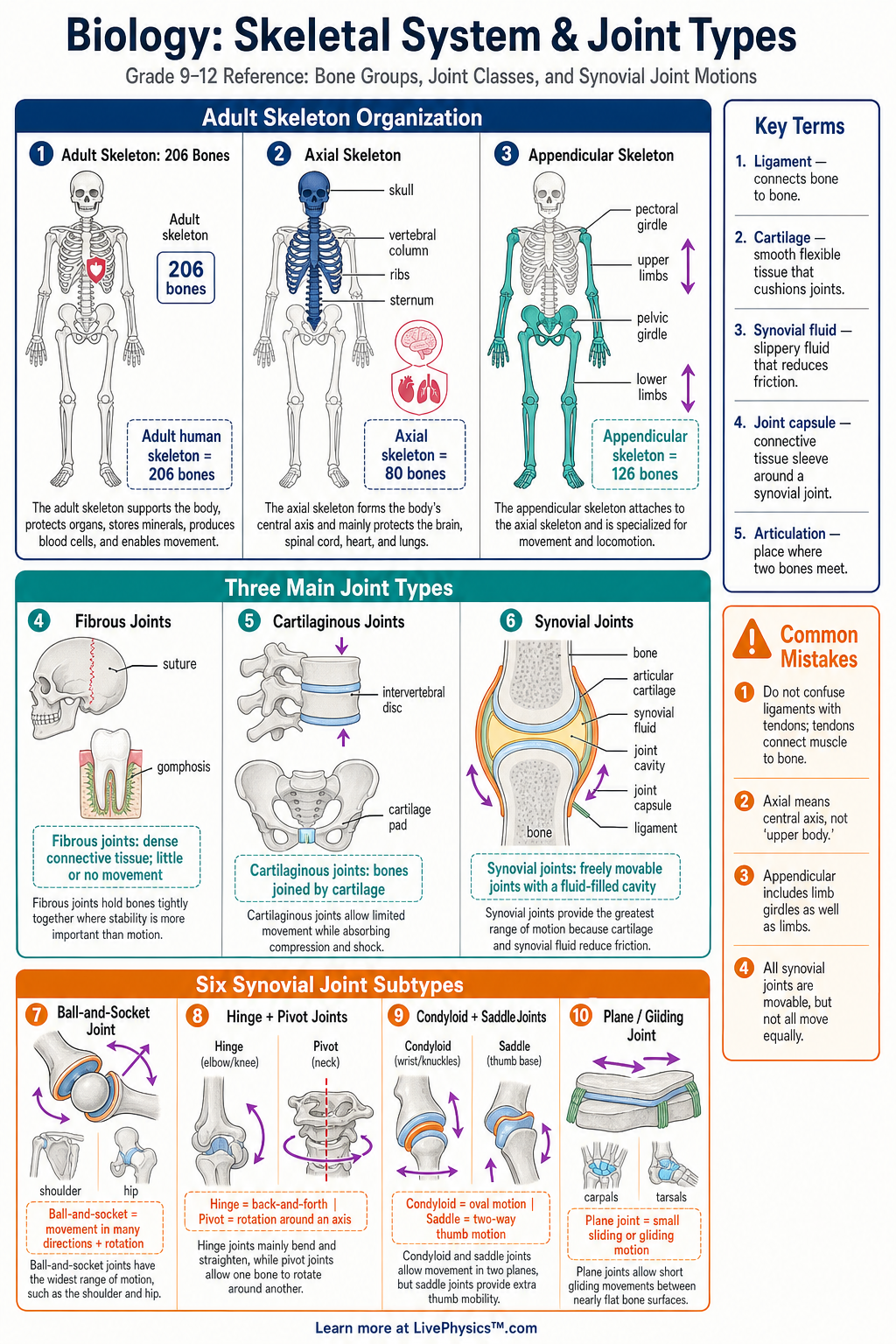 Skeletal System & Joint Types Cheat Sheet | LivePhysics™
