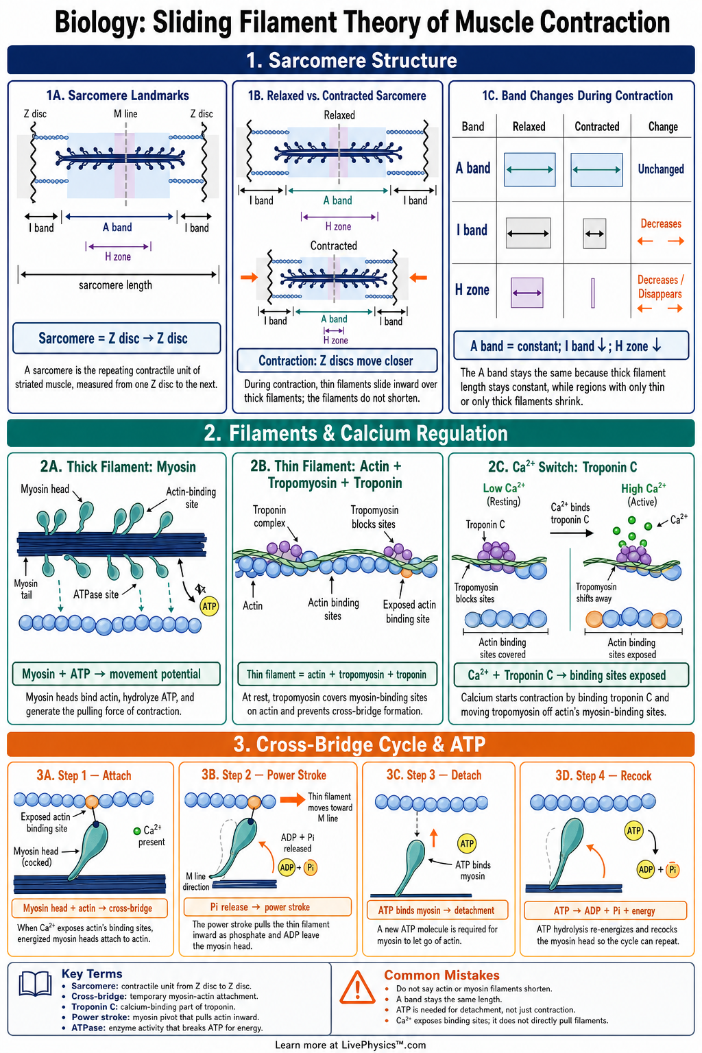 Sliding Filament Theory of Muscle Contraction Cheat Sheet | LivePhysics™