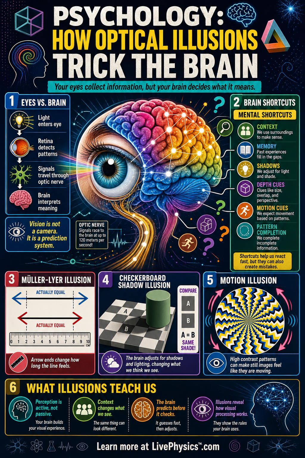 How Optical Illusions Trick the Brain Infographic | LivePhysics™