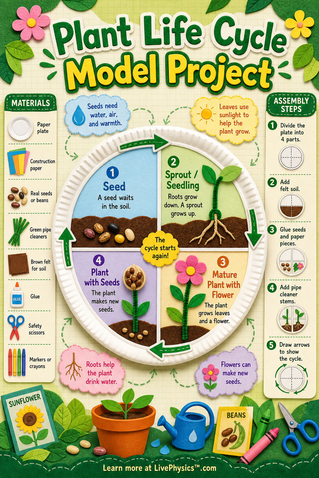 Plant Life Cycle Model Project Infographic | LivePhysics™